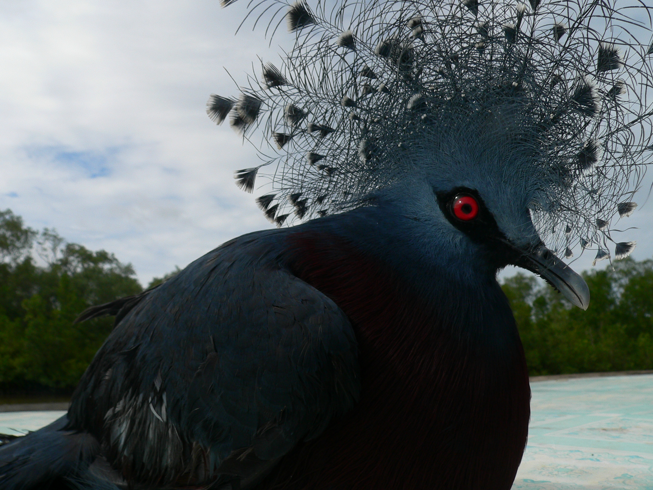 Wildlife and Birdwatching – Trek-Papua