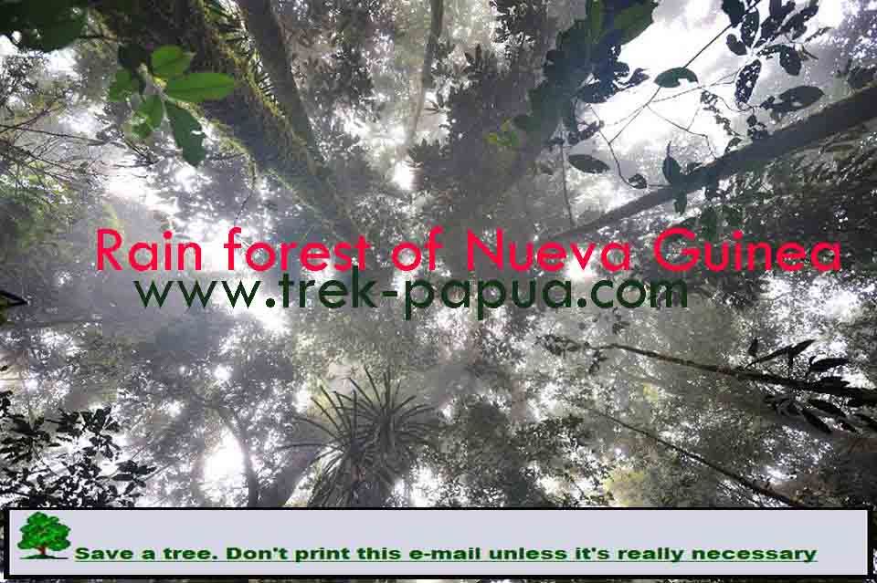 forest-of-new-guinea, Papua Korowai people. Tree house tribe. Mabul is ...