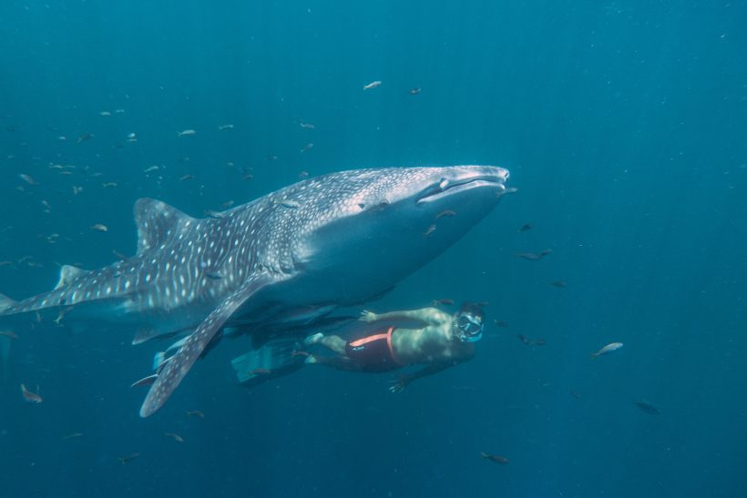 Sowa Beach-Nabire Whale sharks Trip – Trek-Papua