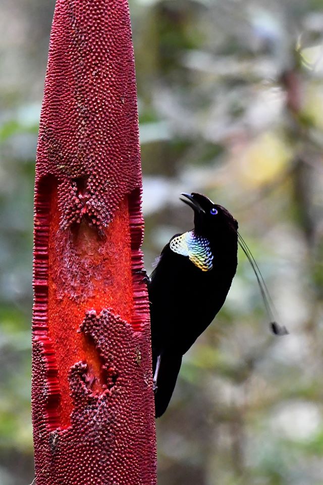 Arfak Birds of paradise photgraphy (18) – Trek-Papua