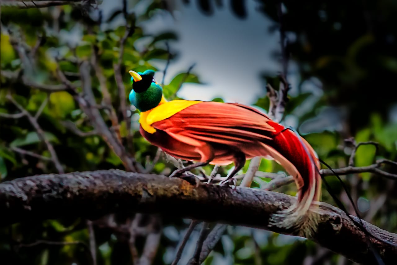 PNG 7 Days birding – Trek-Papua