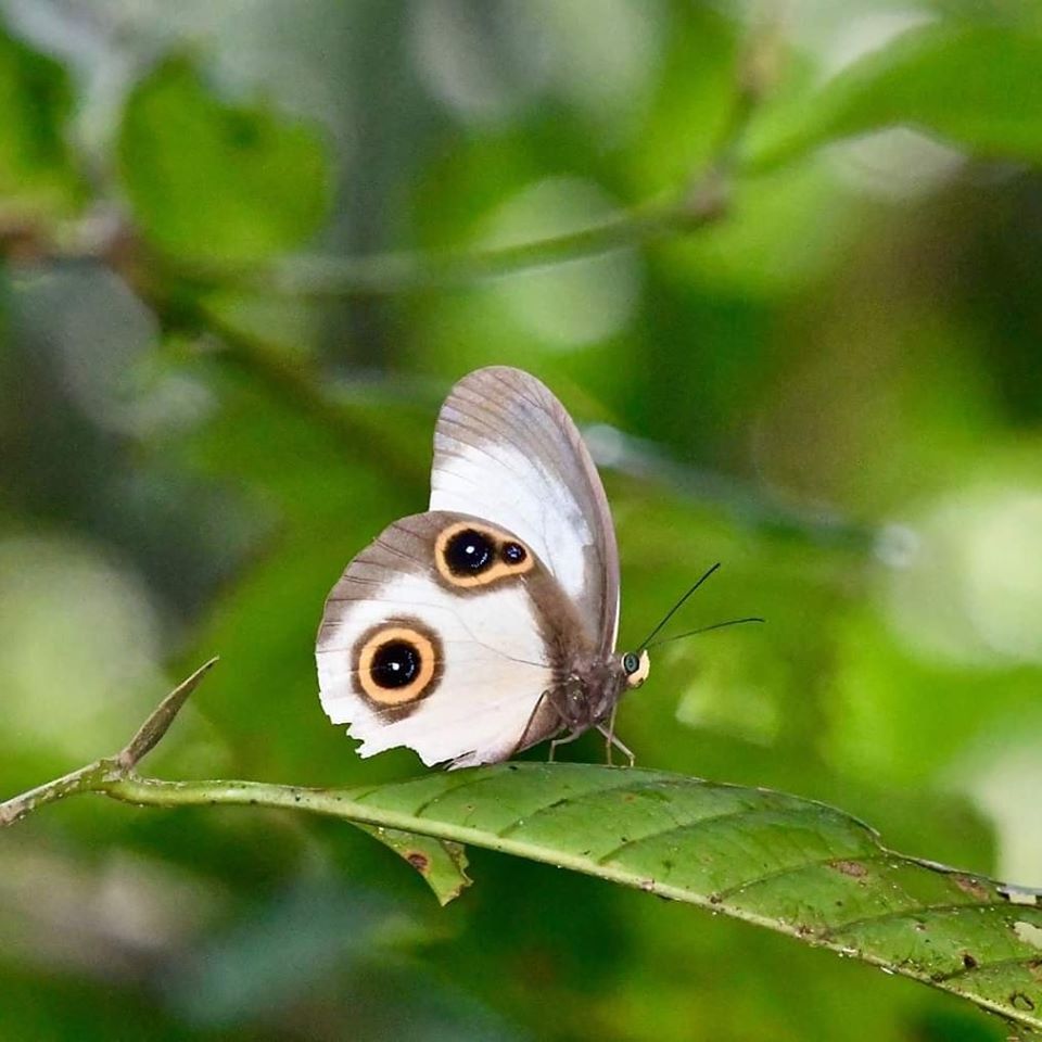 Yapen Island Birds – Trek-Papua