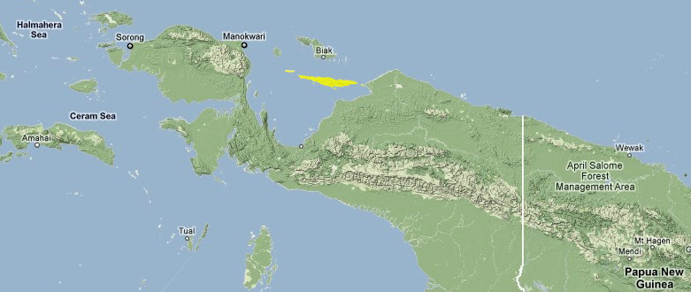 Yapen Island Birds – Trek-Papua