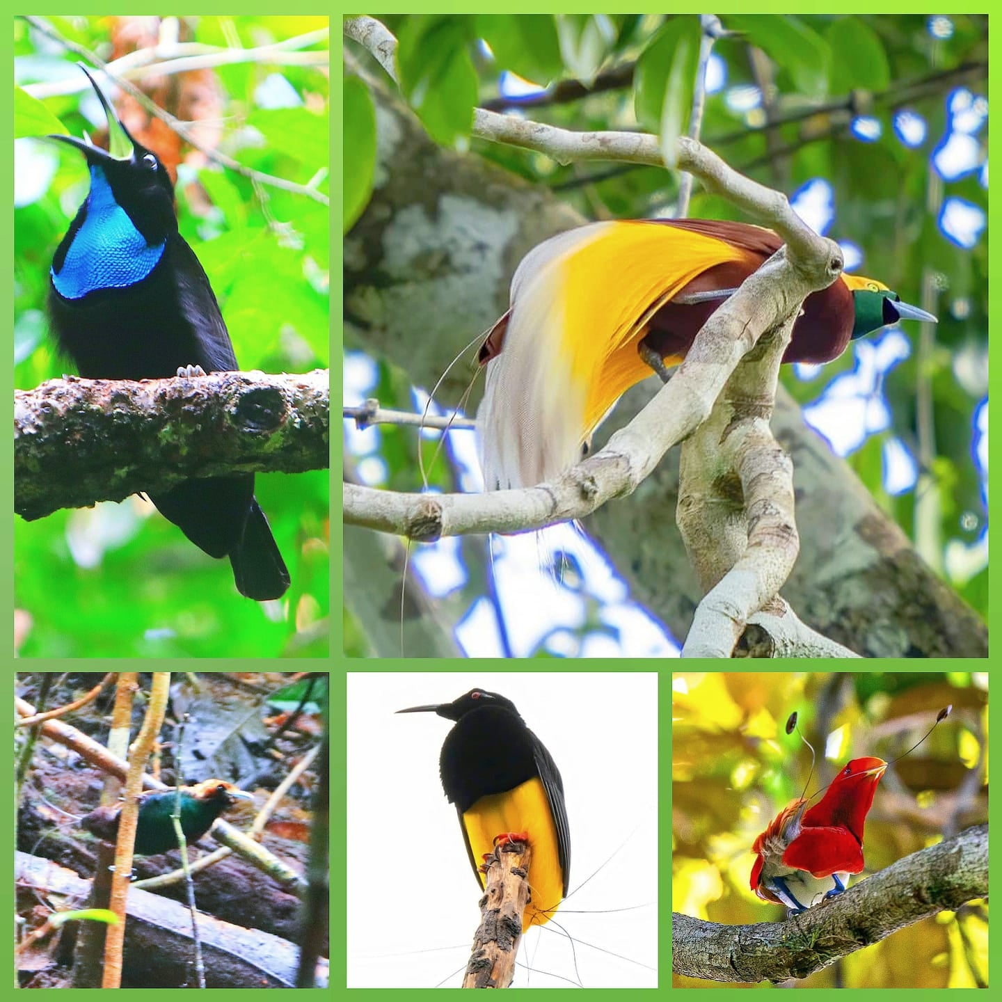 #Papua Birds Photography – Trek-Papua