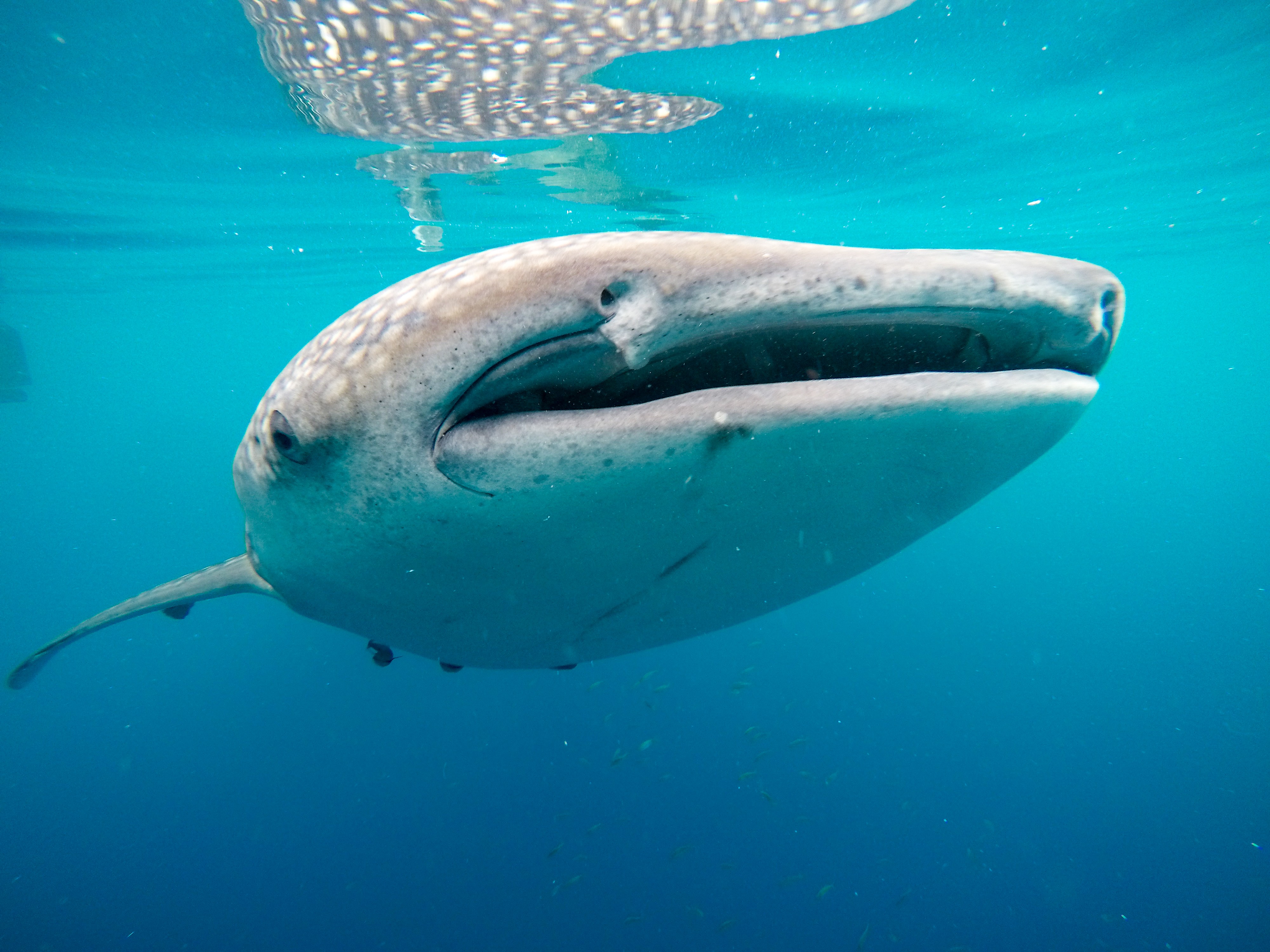 Nabire Sharks – Trek-Papua
