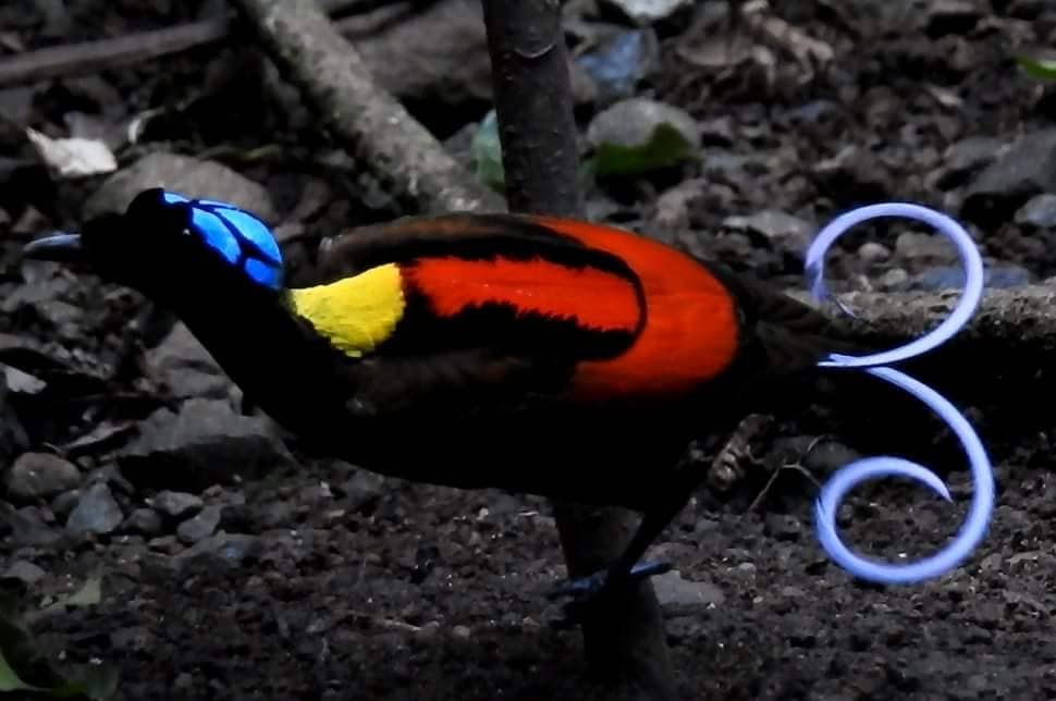 Global Birding – Trek-Papua