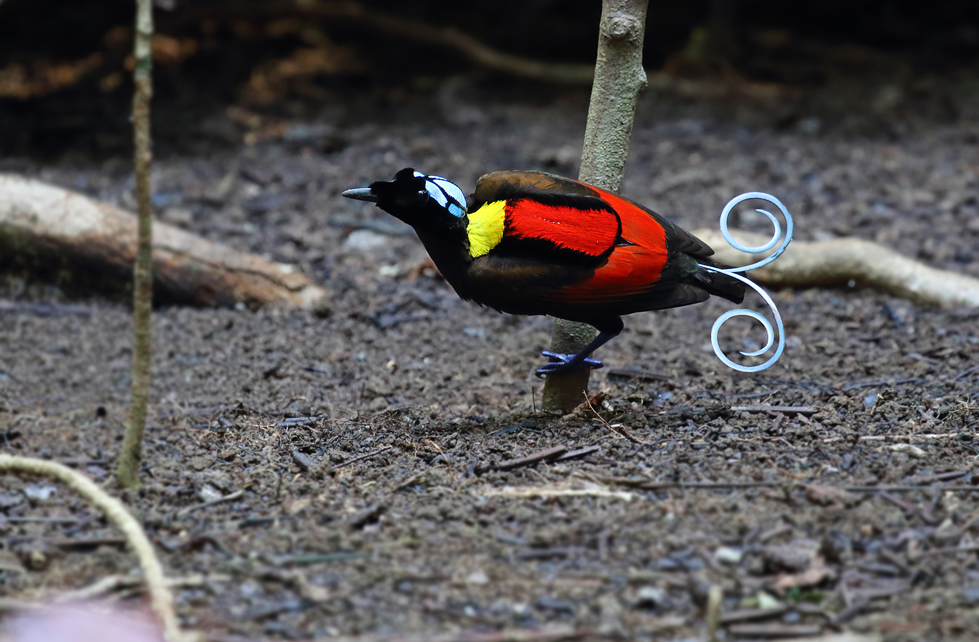 Waigeo Islands Birds – Trek-Papua