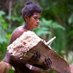 Indigenous Tribe, The Korowai – Trek-Papua