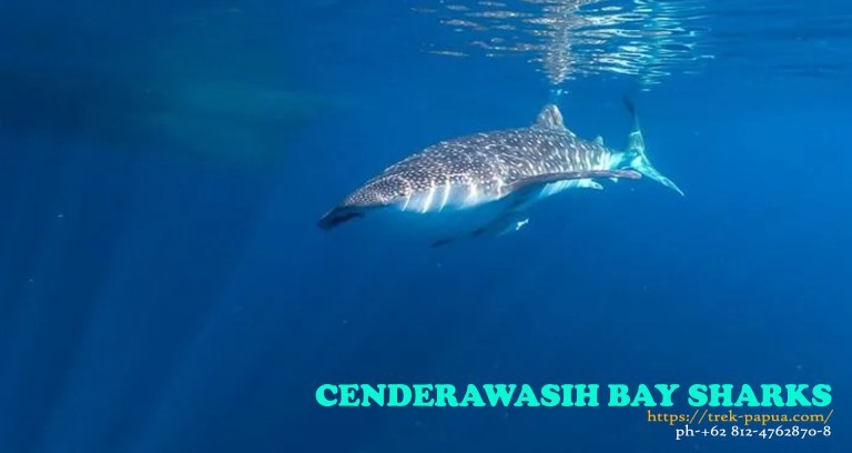 Sowa Beach-Nabire Whale sharks Trip – Trek-Papua