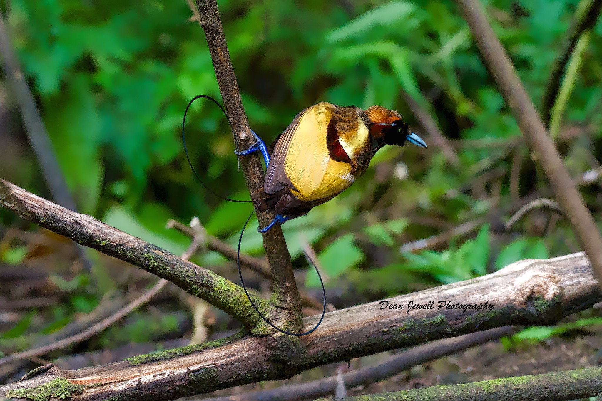 Arfak Birds – Trek-Papua