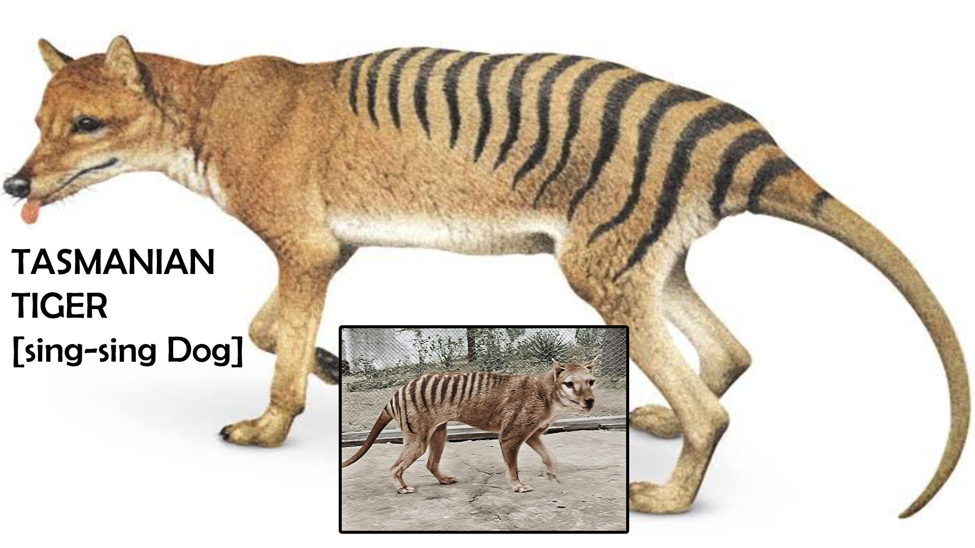 tiger-1 – Trek-Papua