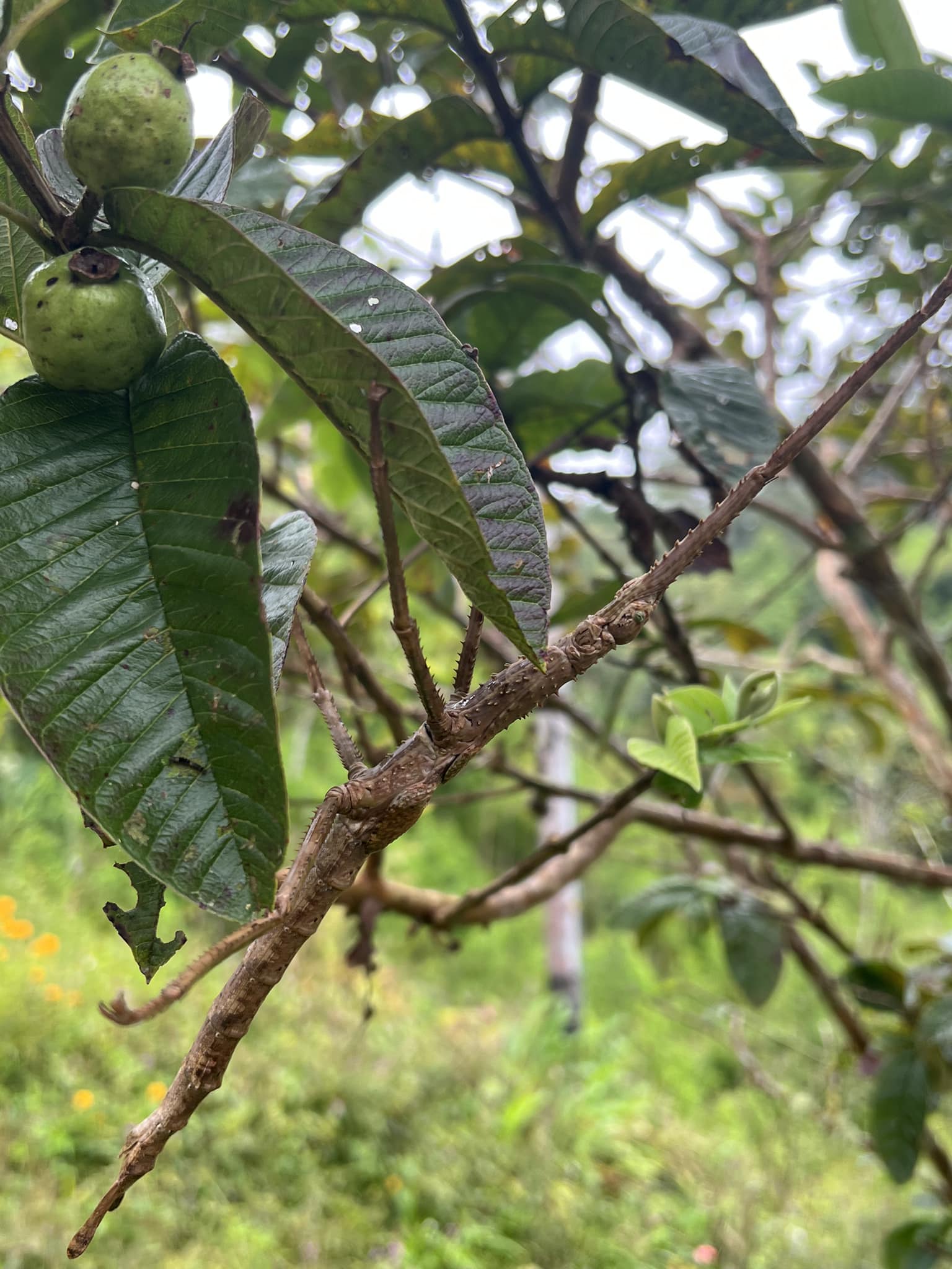 Arfak foothills Wildlife-West Papua – Trek-Papua