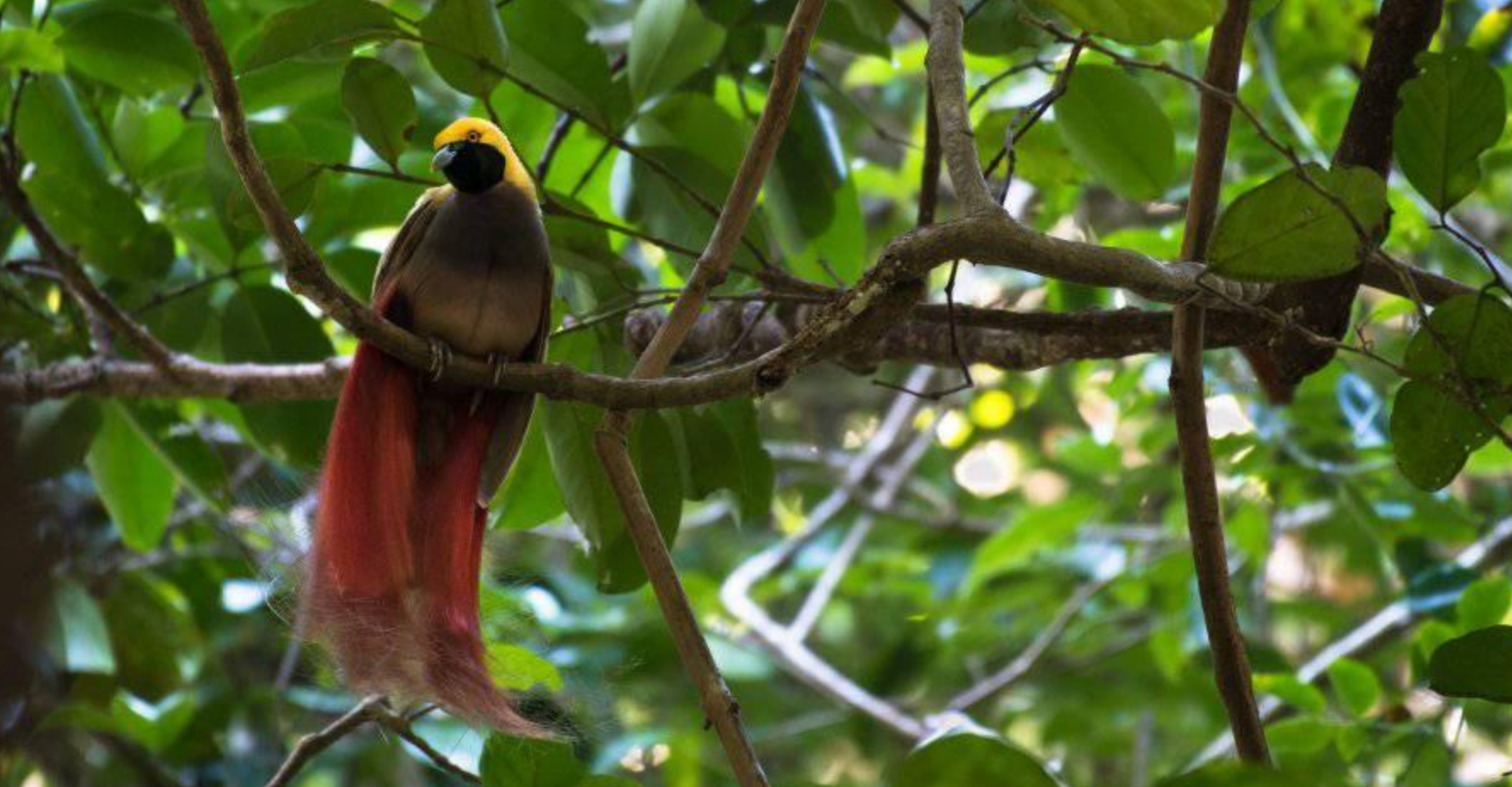 About – Trek-Papua