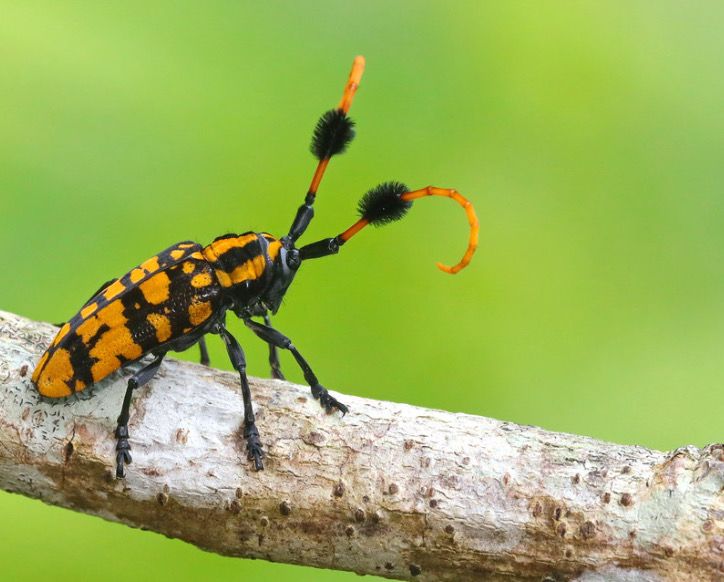 Mamberamo Insects – Trek-Papua